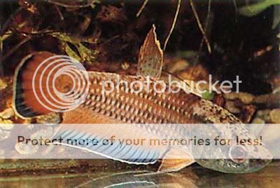 THE FISH BLOG. en español.: El pez betta un pez para principiantes.