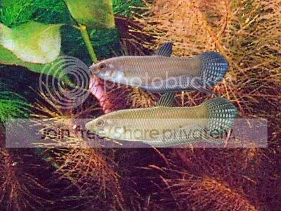 THE FISH BLOG. en español.: El pez betta un pez para principiantes.