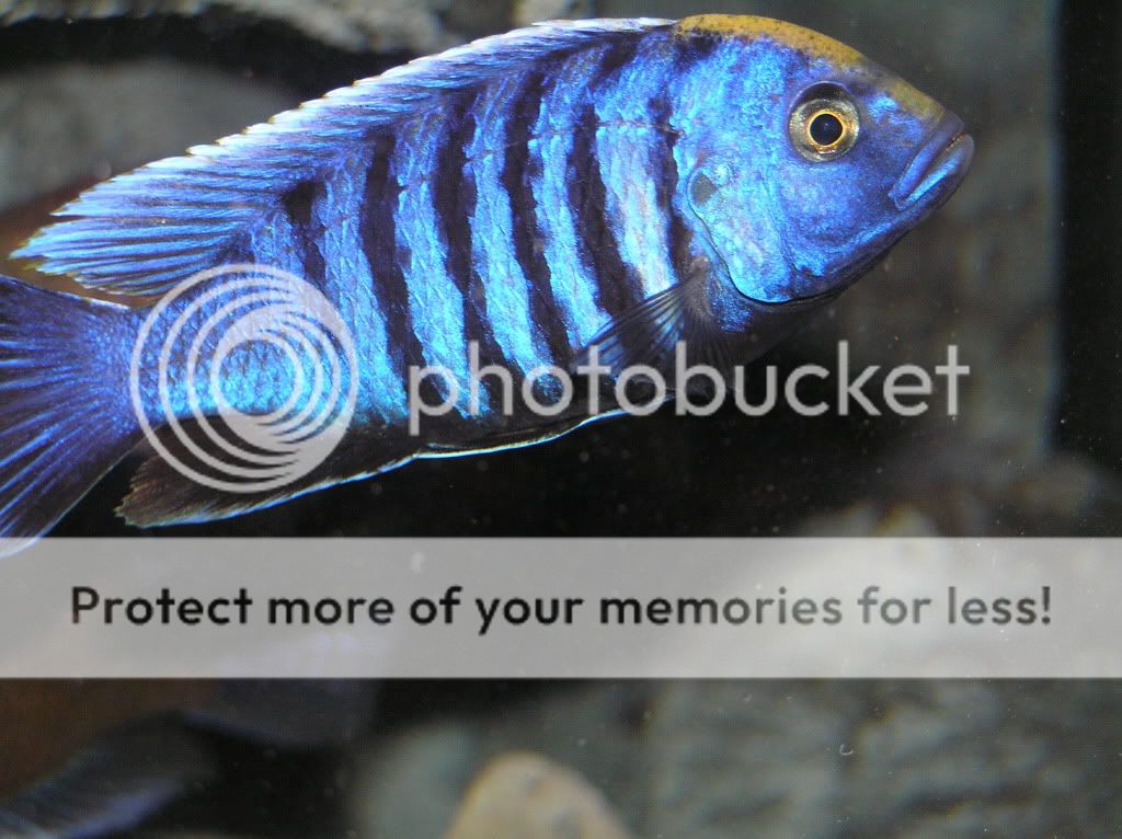 Blue Mbuna w dark blue barring & yellow forehead | Cichlid Fish Forum